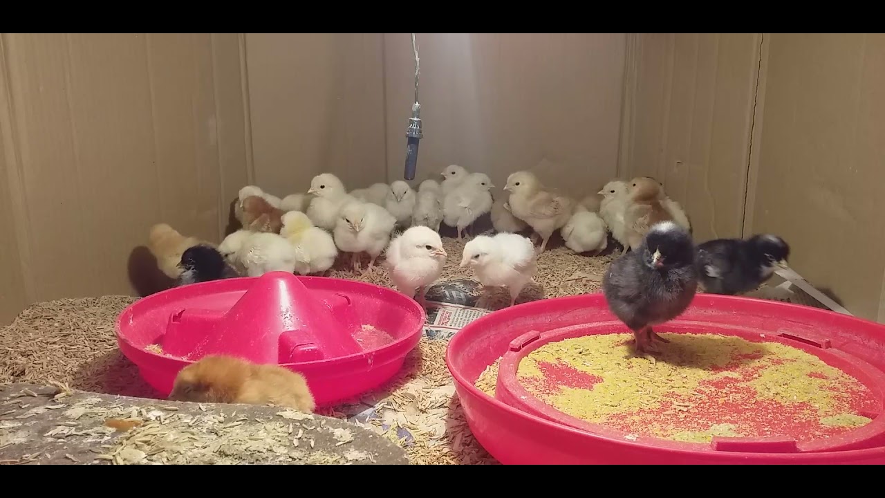 pollitos Plymouth rock, rhode red, rhode white, leghor, ameraucana de ...