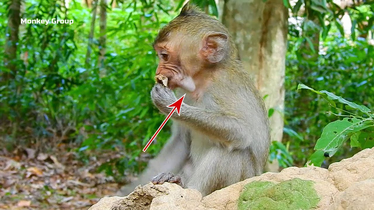 So pity To baby Alba find the feed yourself, She quickly eats for fear ...