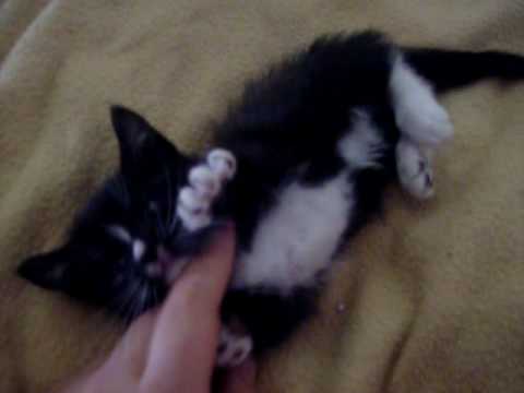 Black and white Munchkin kitten - YouTube