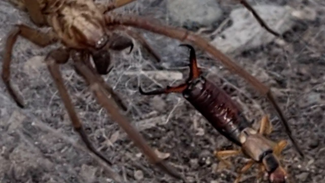 TOP 3 STRONGEST BUGS VS HUGE SPIDER - YouTube