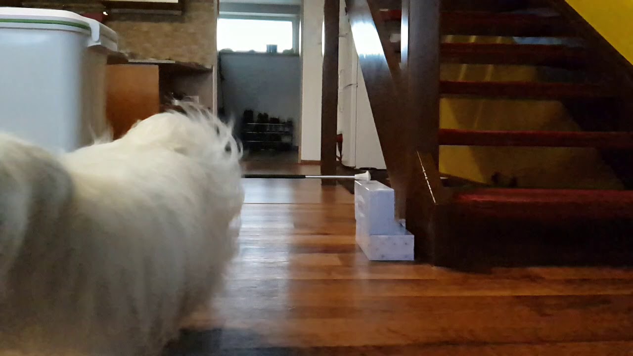 Slow motion dogs jump - YouTube