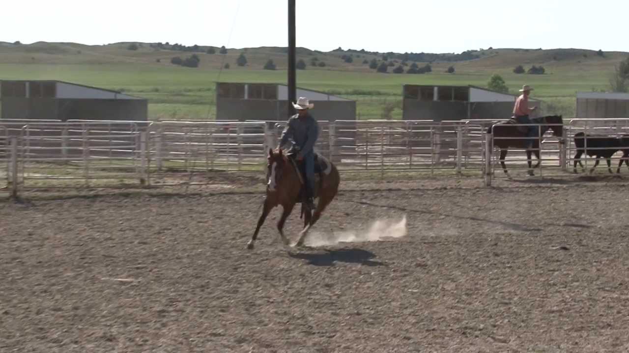 Lot 62 Series Premiere Pitzer Ranch 2015 Fall Sale - YouTube
