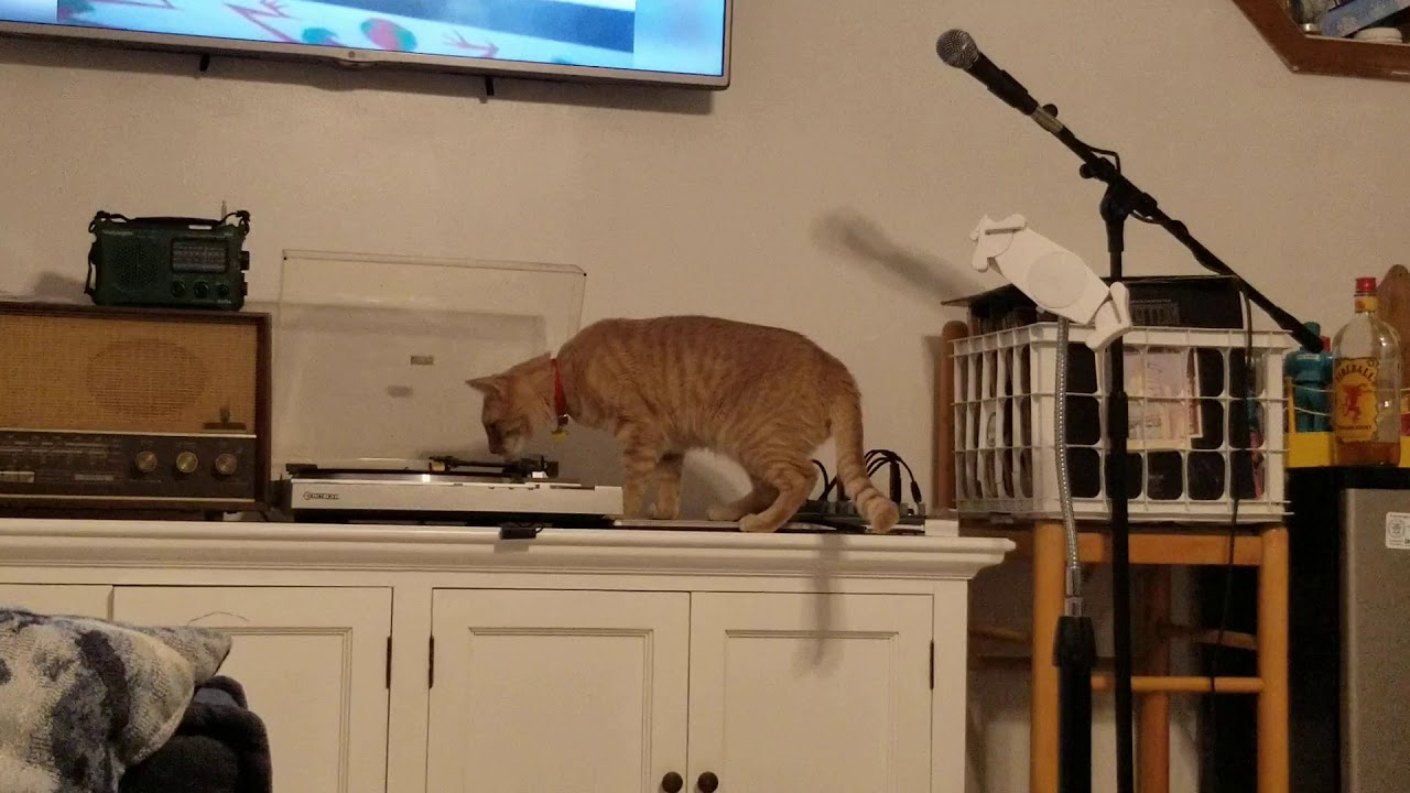 Cat vs Record Player - YouTube
