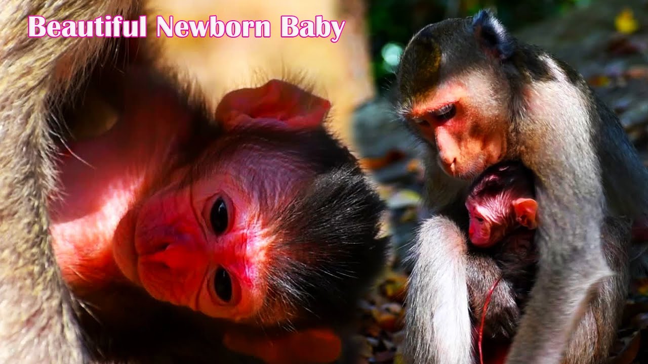 Cute a little newly baby trying to hug mom, Just newborn baby monkey ...