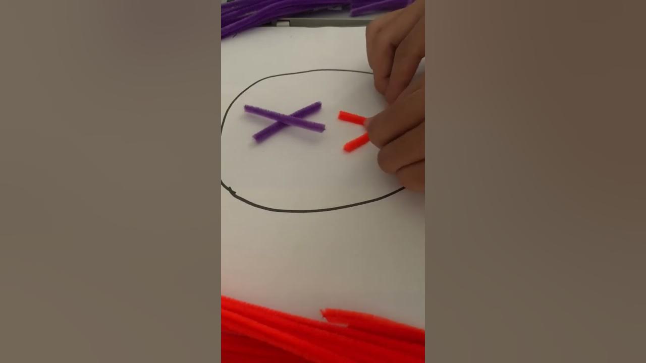 Mitosis Simulation Using pipe cleaner - YouTube