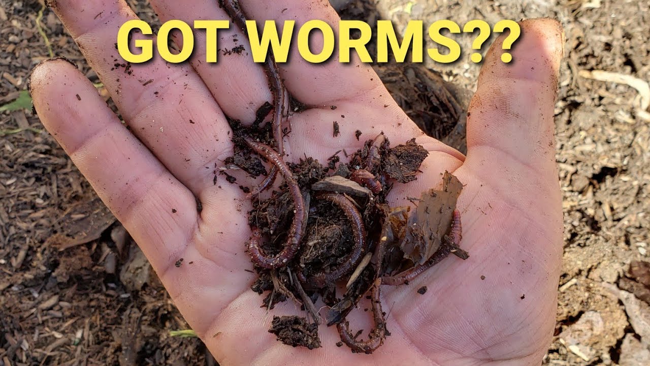 Got worms?? - YouTube