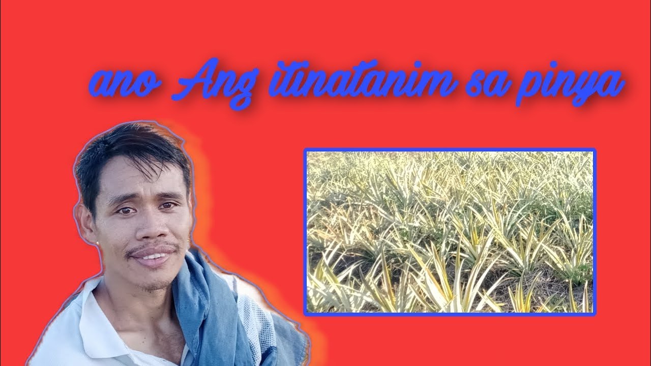 ANO ANG ITINATANIM SA PINYA/ AT PAANO MAGTANIM NG PINYA/ ELS TV - YouTube