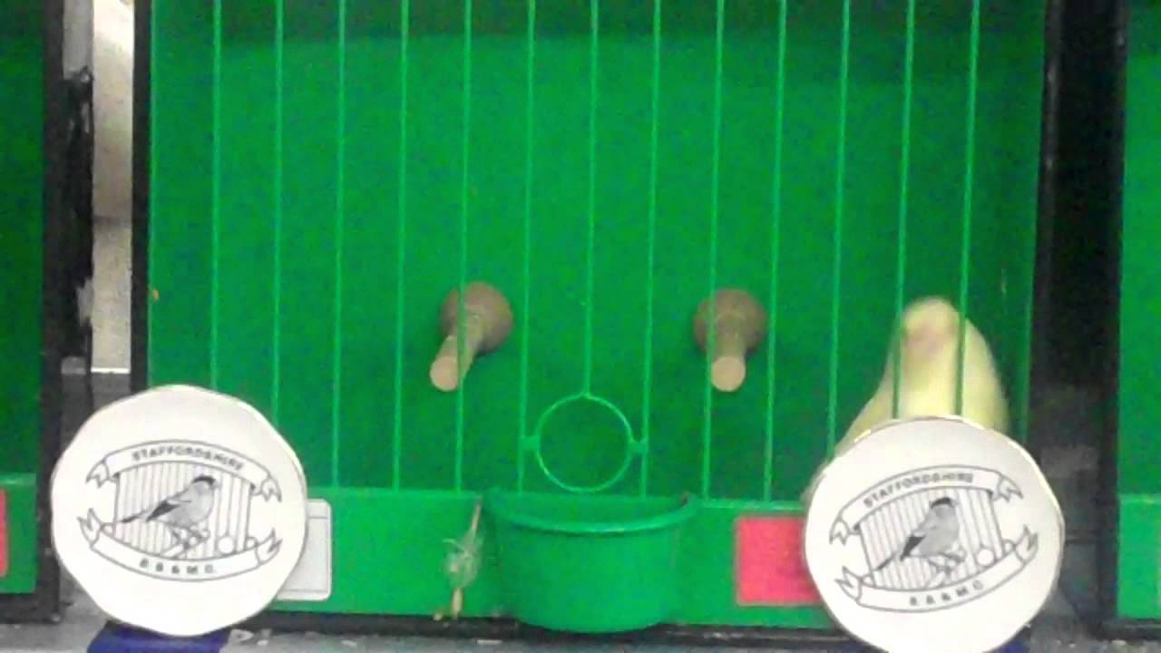 staffordshire show 2015 mutation greenfinch 2 - YouTube