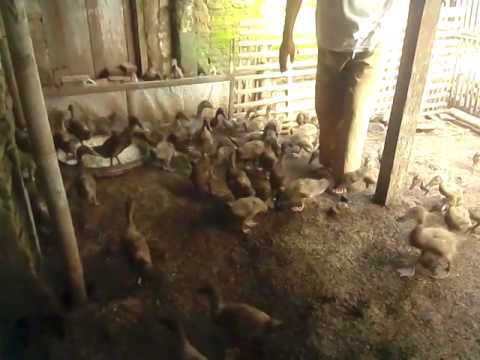 bebek makan belatung 1