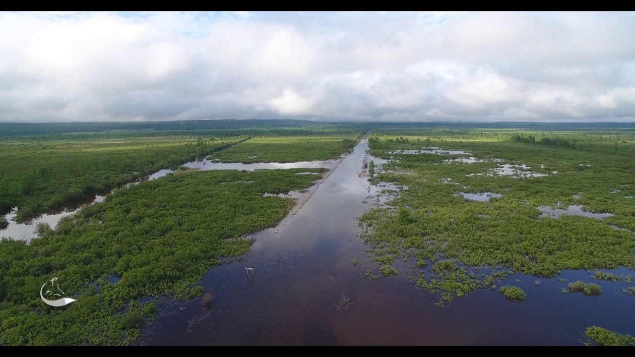 bibon swamp Hwy 63 - YouTube