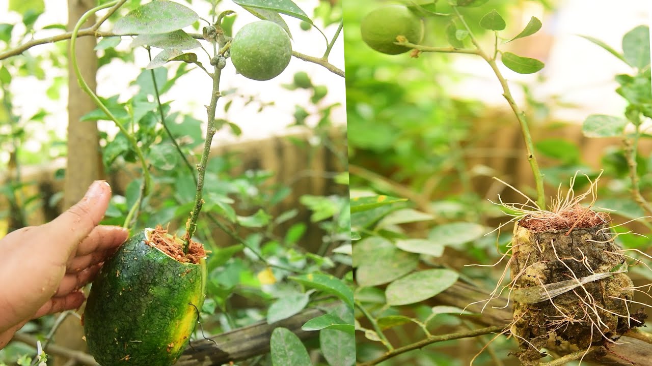 Amazing Lemon grafting technique in Yellow Water Melon... {100% success ...
