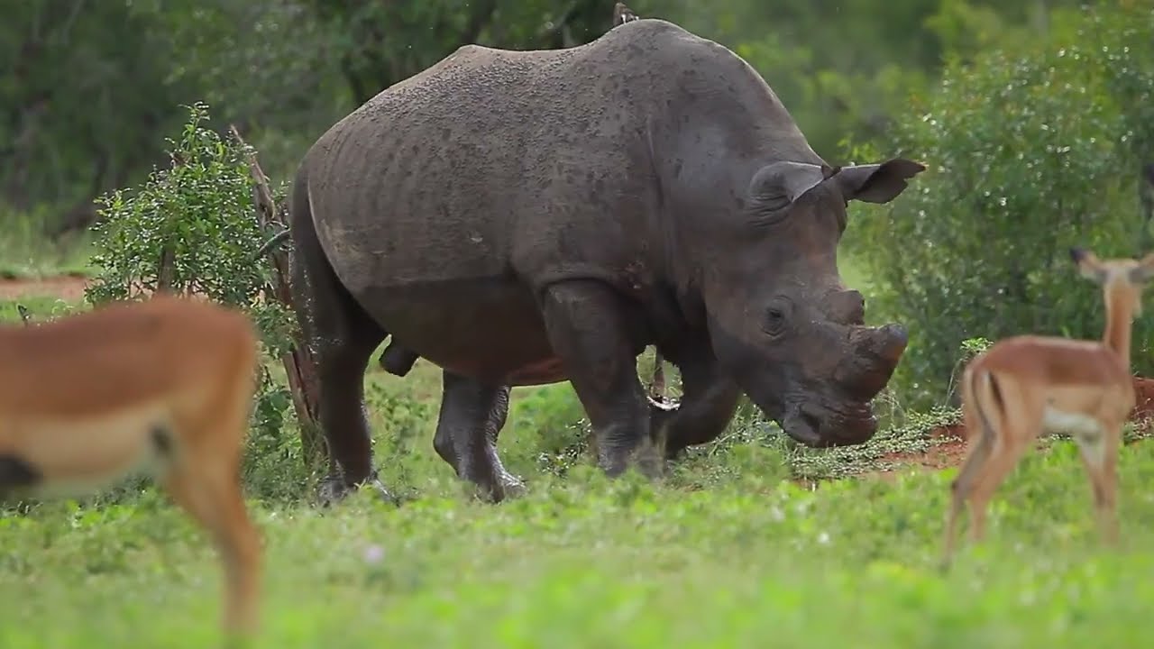 In the Presence of Giants: 11 Minutes of Incredible Rhino Sightings ...