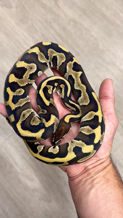 Check this guy out! One of my raise up breeder male Ball Pythons. Any ...