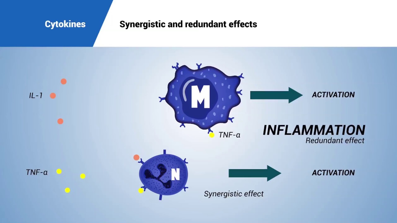 Cytokines: synergistic and redundant effects - YouTube