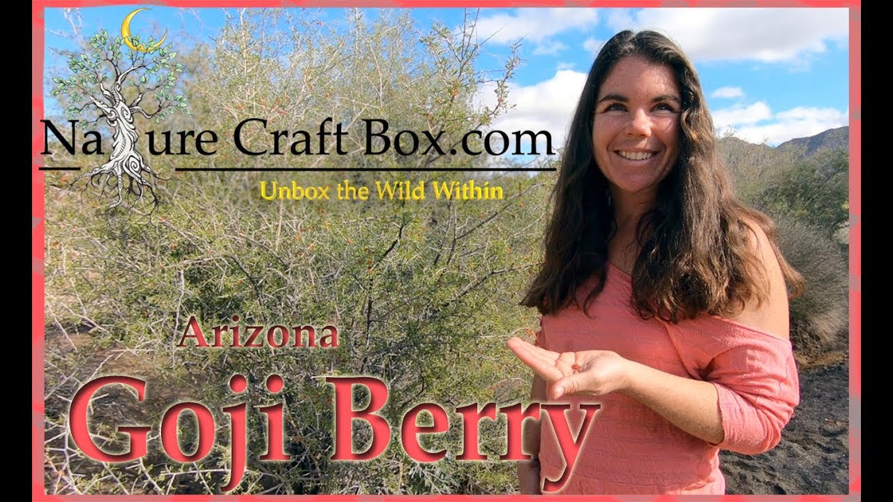 Edible Wolf Berry aka Goji Berry of Arizona ~ Nature Craft Box ~ EP.3 ...