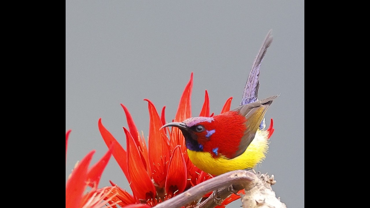 Most colorful sunbird, Mr.'s Gould's sunbird male | Himalayan native ...