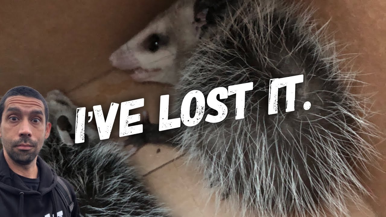 MY NEW PETS?....WTF - YouTube