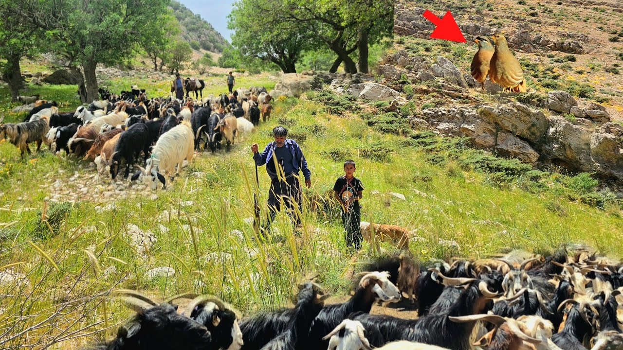 Nomadic life in Iran Traveling to high mountains to graze sheep ...