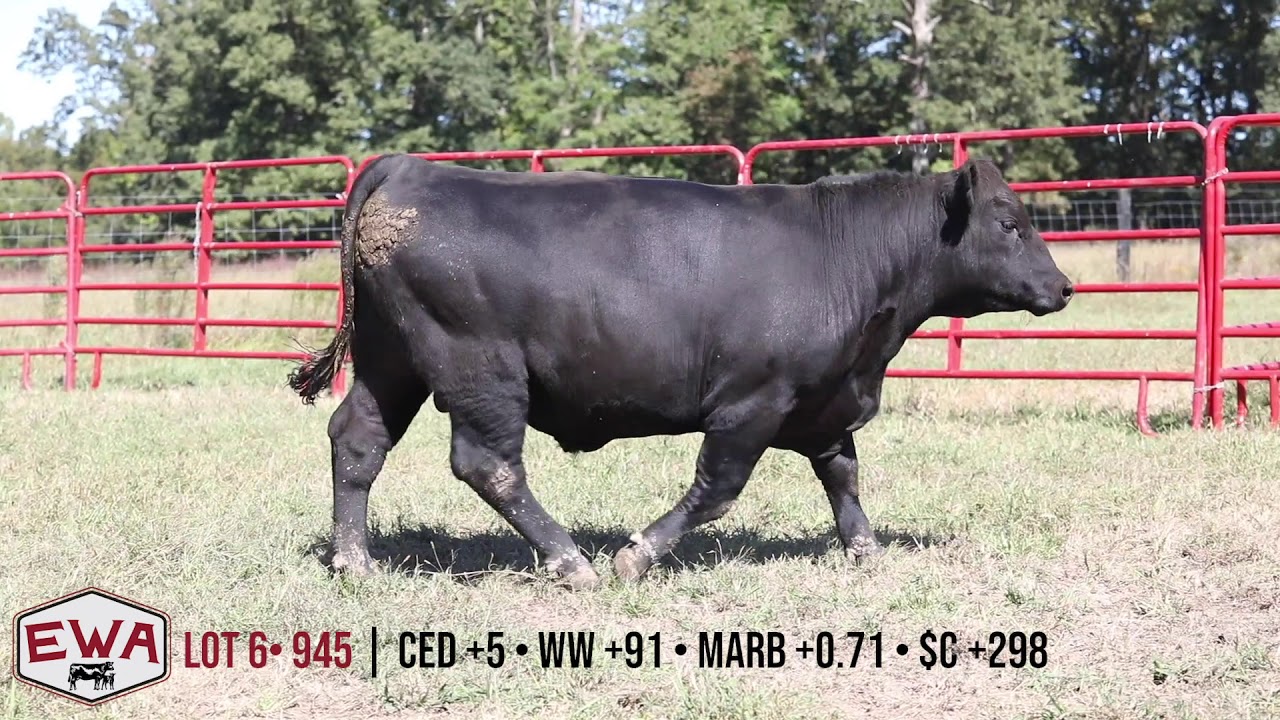 Edgewood Angus Fall 2020 Bull Sale- Lot 6 - YouTube