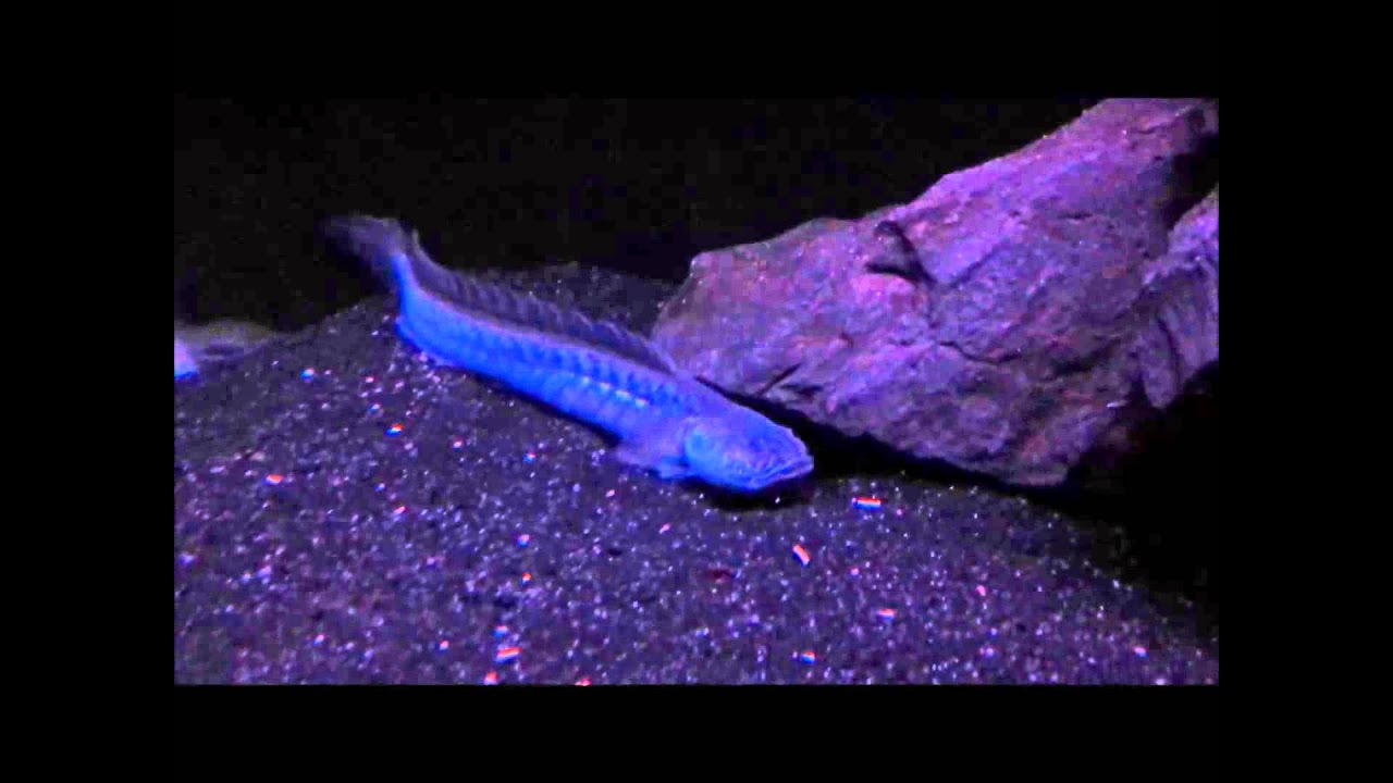 Golden Panda Lyretail Molly PERFECTION - YouTube