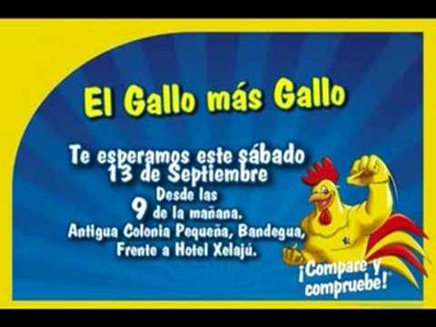 GALLO MAS GALLO - YouTube