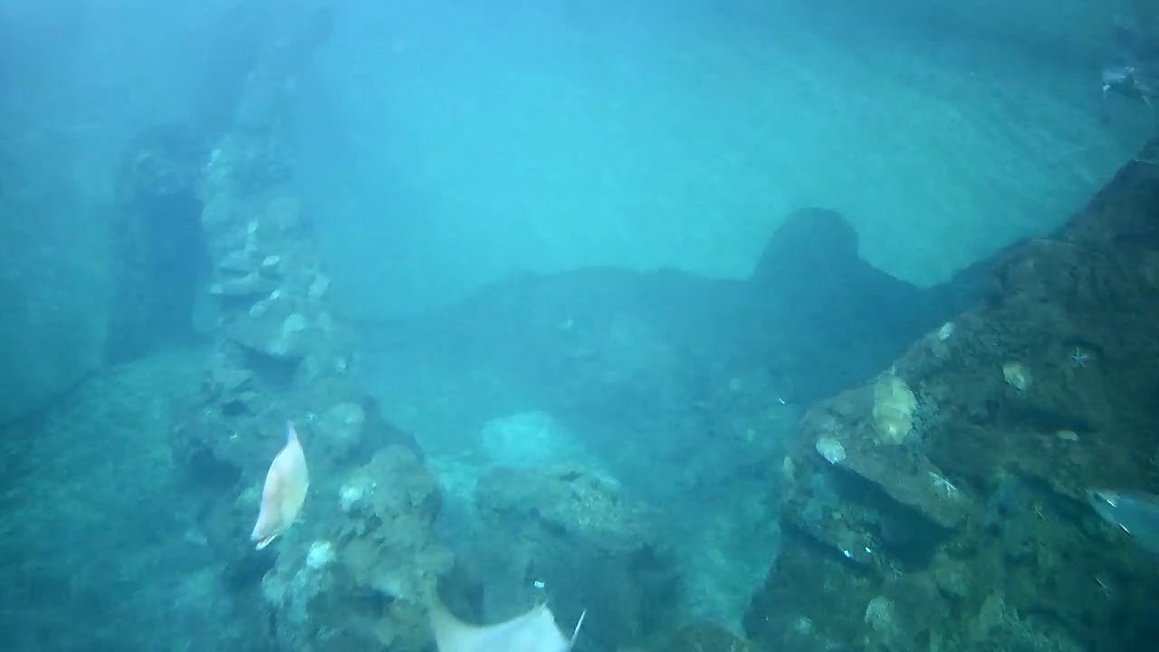Sea Turtle Awareness Day Live Sea Turtle Webcam - YouTube