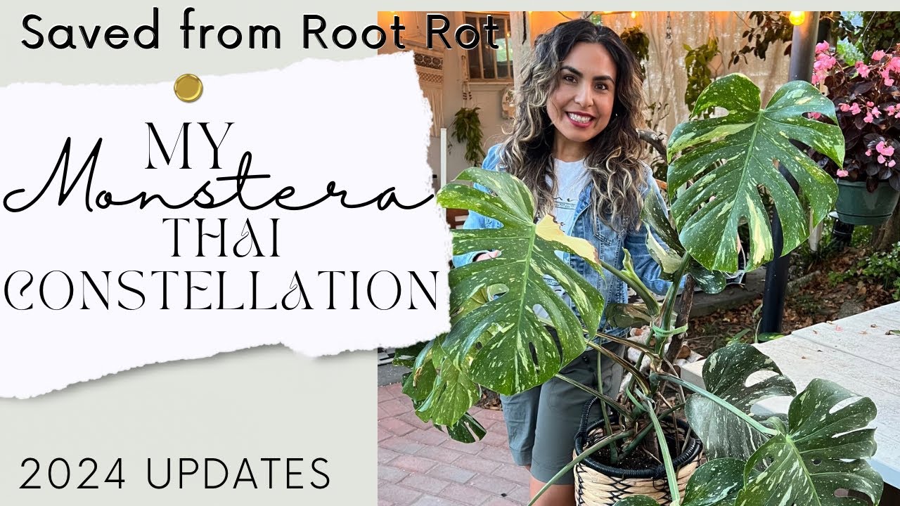 SAVED FROM ROOT ROT!!! MY MONSTERA THAI CONSTELLATION AND MY MONTERA ...