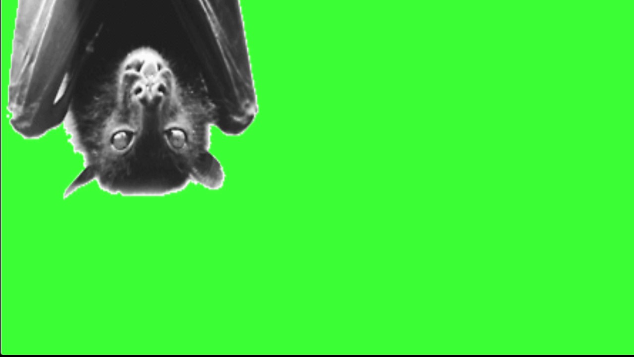 ️GREEN SCREEN EFFECTS: Bat - YouTube