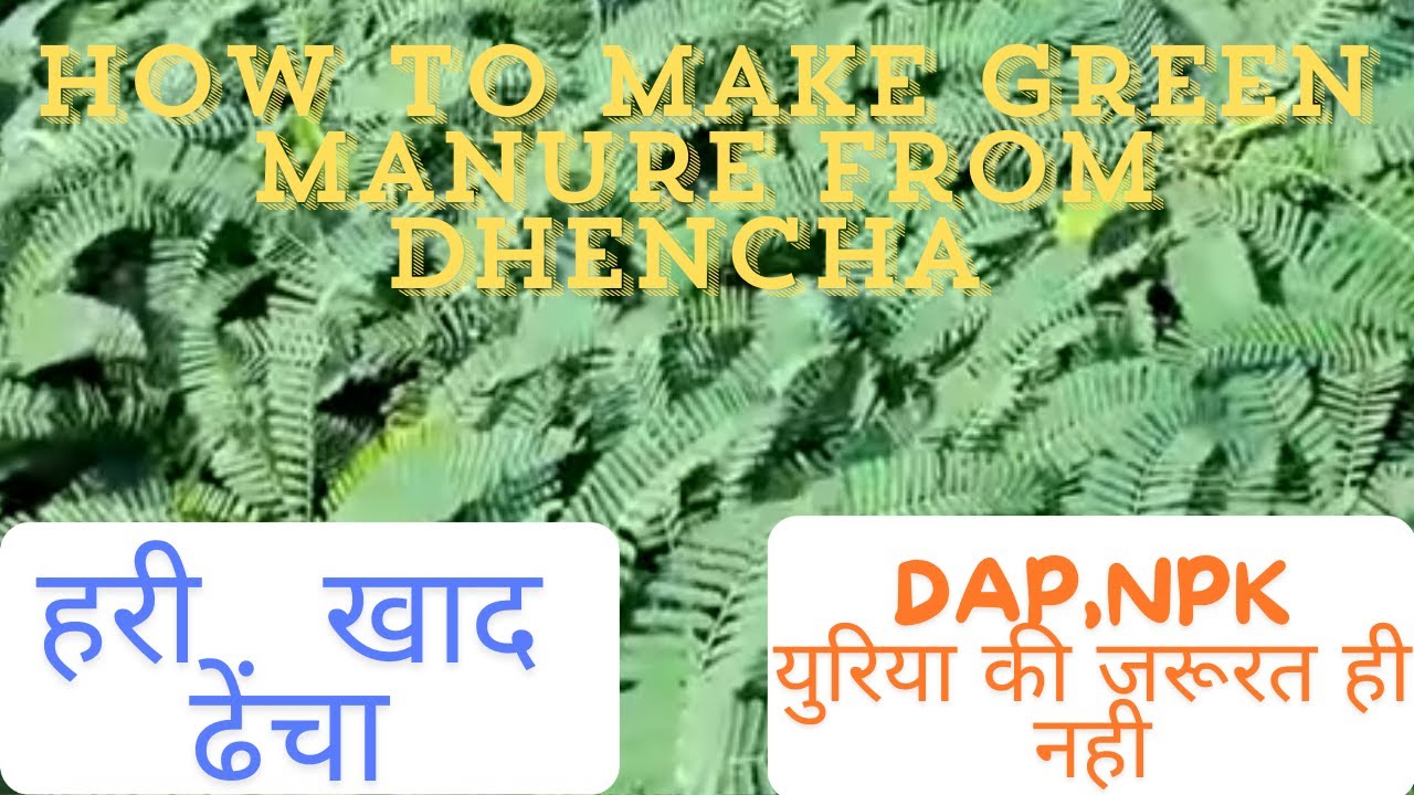 Green Manure Dhencha ||Organic Nitrogen || NPK, DAP ,युरीया का विकल्प ...