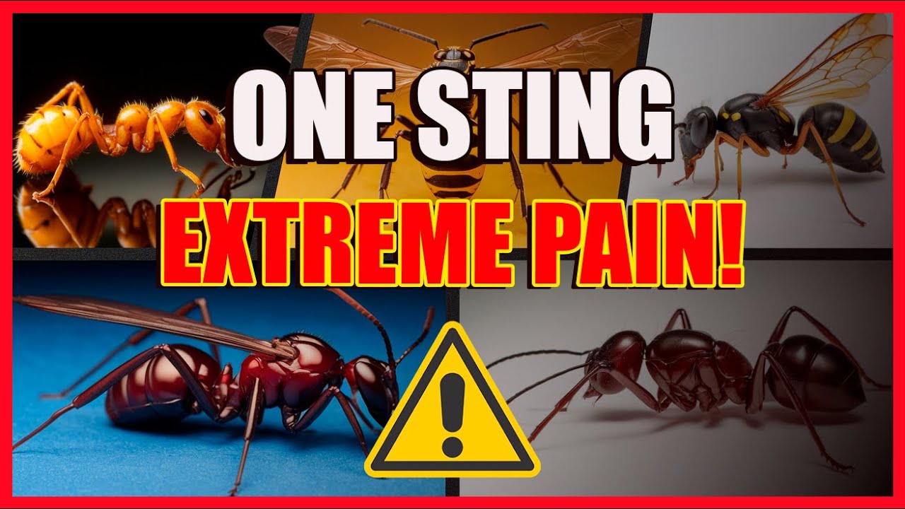 THE MOST 5 POISONOUS INSECTS IN THE WORLD - YouTube