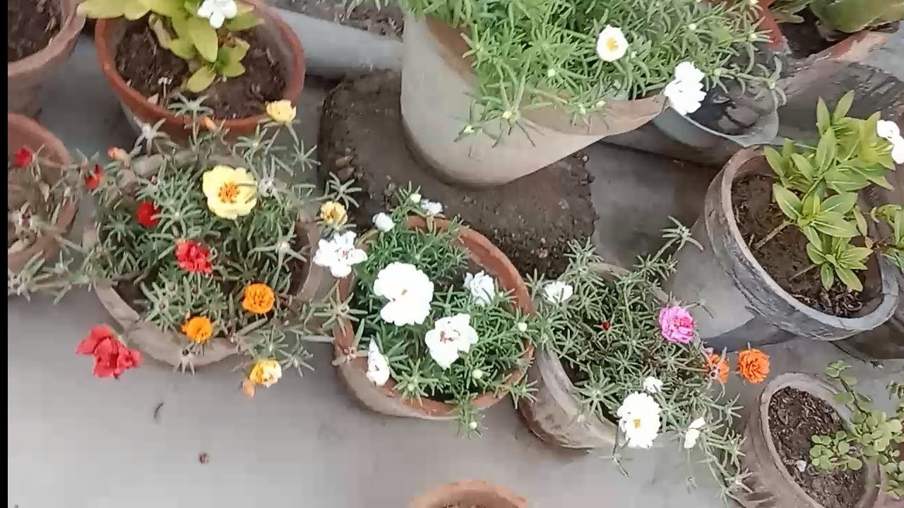 Moss Ross plant care| REHMAT FLOWERS 🌺 - YouTube