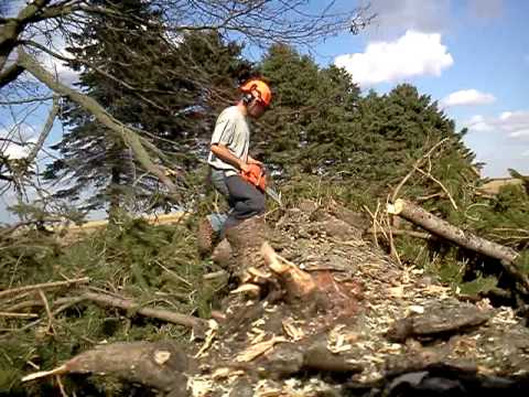 2 of 3 limbing and bucking pine - YouTube