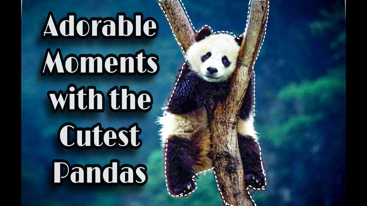 Pandas Having Fun: Sliding Down - YouTube