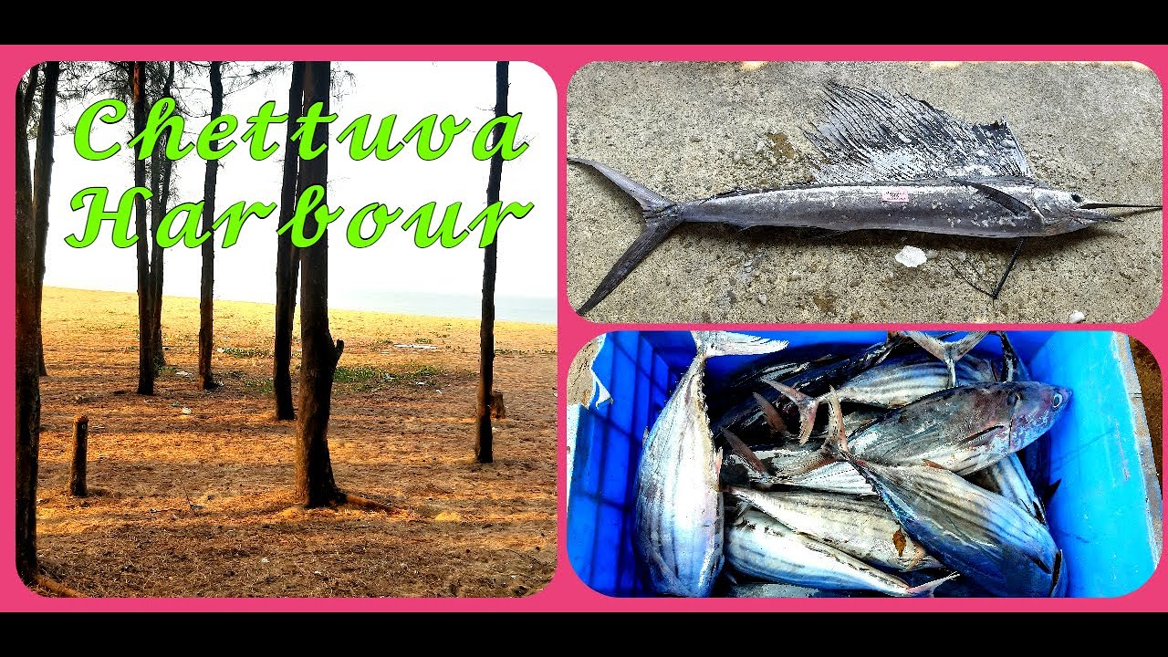 Chavakkad Beach|| Chettuva Harbour||Thrissur - YouTube