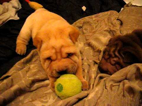 Funny Shar Pei Puppies are playing - part 2. - YouTube