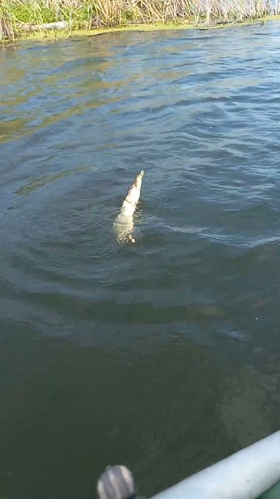 Косадака Маскот 80 рулит #shorts #fishing #рыбалка #kosadaka - YouTube