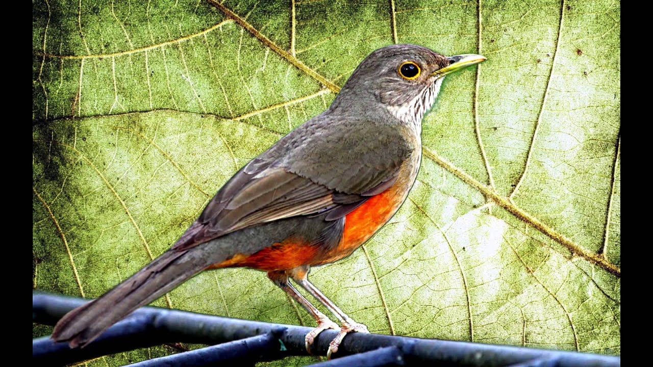 O Canto do Sabiá laranjeira (Turdus rufiventris) - Rufous-bellied ...