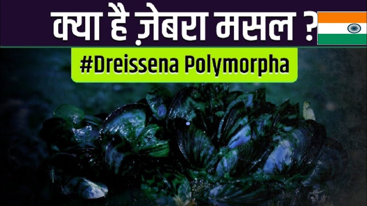 What Is Jebra Mussel. Dreissena Polymorpha. Upsc Update. - YouTube