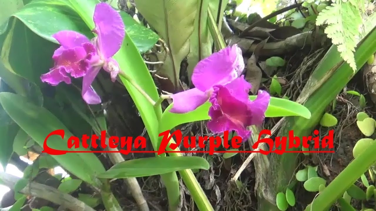 Anggrek Cattleya Purple Hybrid bunganya indah dan wangi - YouTube