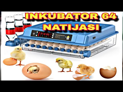 Inkubatordan natija olish joja ochirish /  инкубатр да жожа очириш / inkubatorda joʻja ochirish