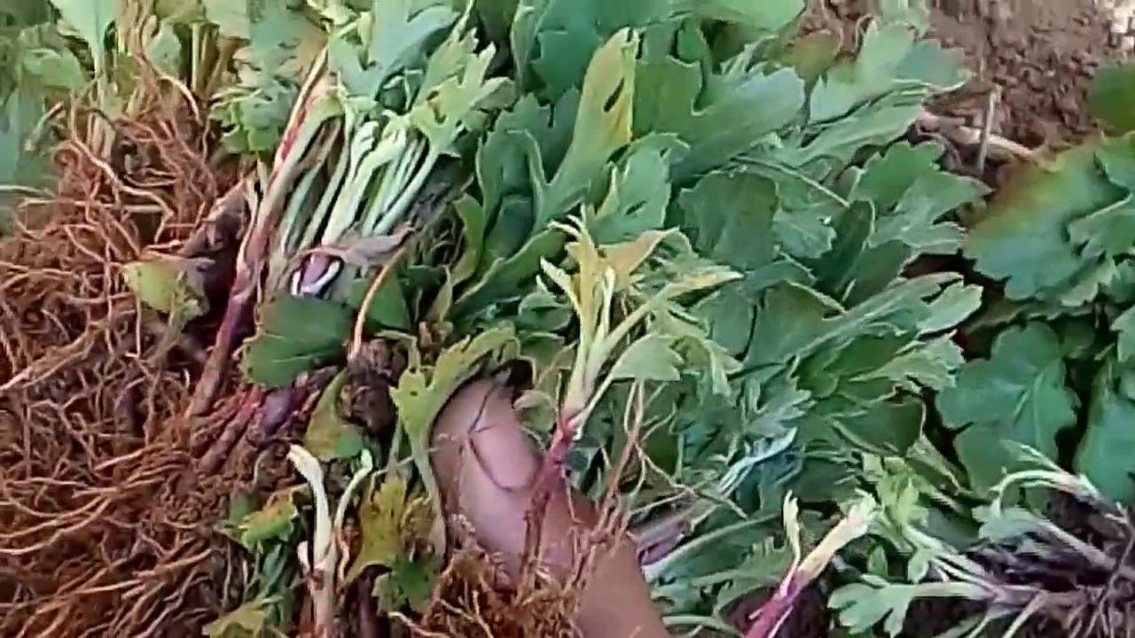 "Make many Guldavari /Guldaudi Flowers plants" by old plants - YouTube