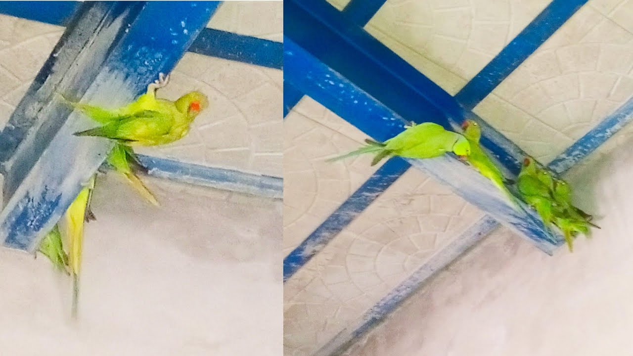 Green Ringneck Parrot Colony || Green Parrot Breeding || Ringneck Parrot Setup || Parrot Colony ...