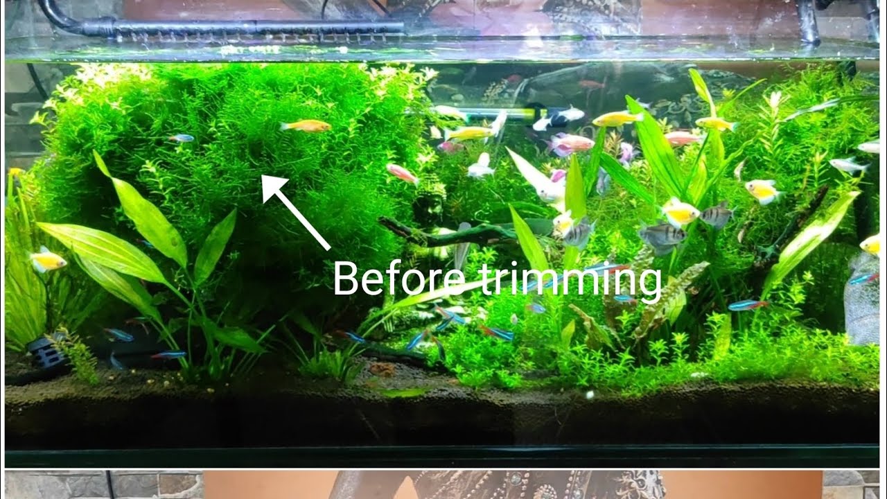Planted aquarium-Plant trimming (@thanishkacreatives8312 ) - YouTube