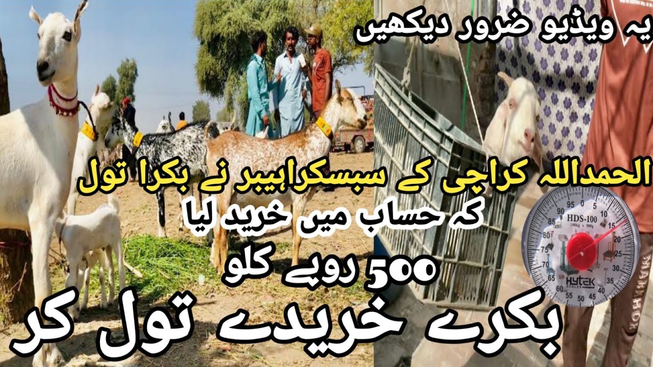 Sindh Bakra Mandi latest update 18 March 2025 || Bakra Mandi 2025 - YouTube