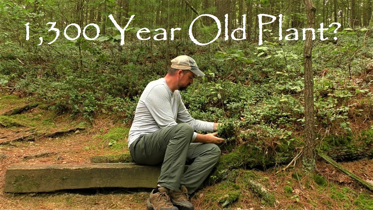 1,300 Year Old Plant? ~ Box Huckleberry Natural Area - YouTube