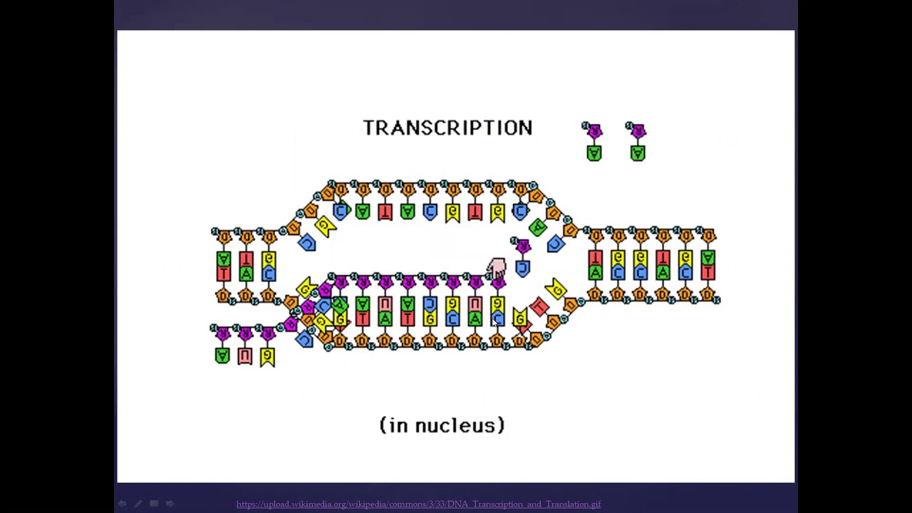 Protein Synthesis a quick animated recap in 74 seconds - YouTube