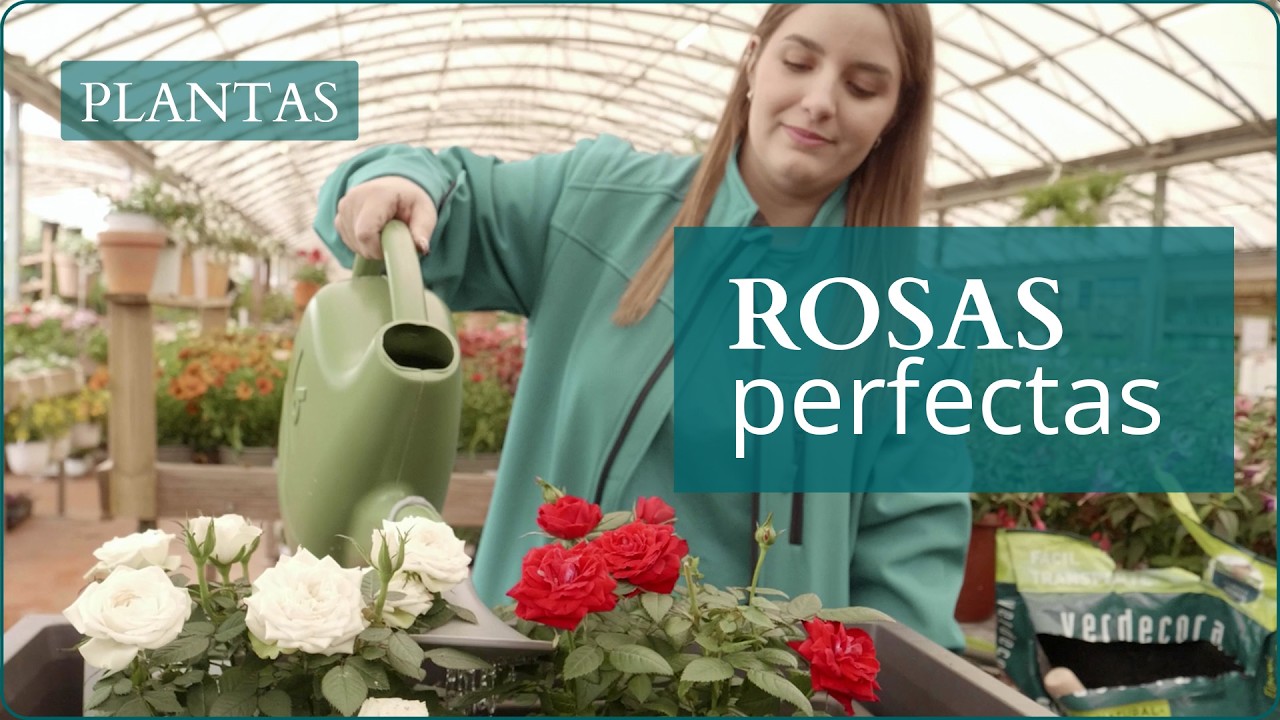 Cómo PLANTAR un ROSAL en PRIMAVERA 🌹 Guía FÁCIL paso a paso | Verdecora ...