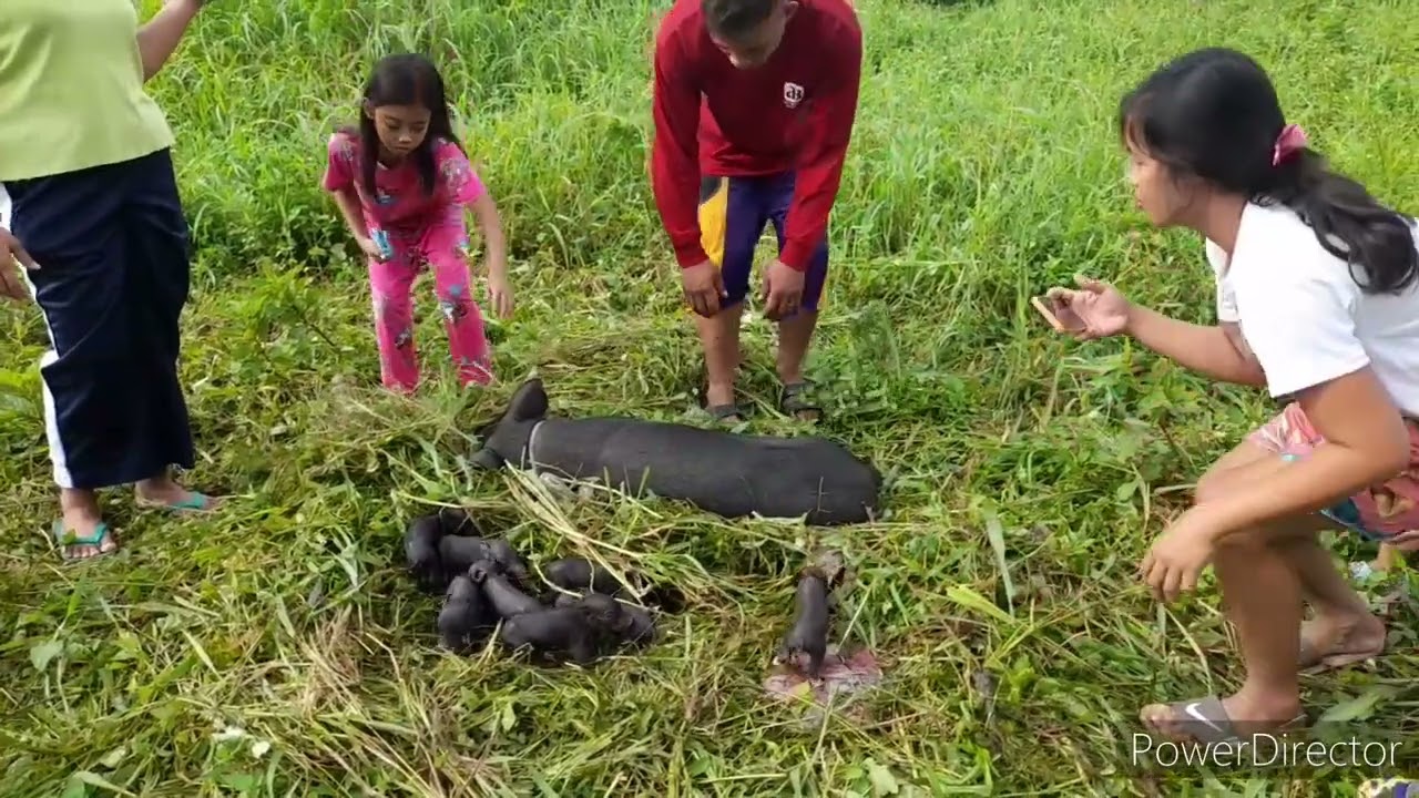 ,NATIVE PIG NANGANAK SA DAMUHAN#farming #farming#magbubotengfarmer# ...