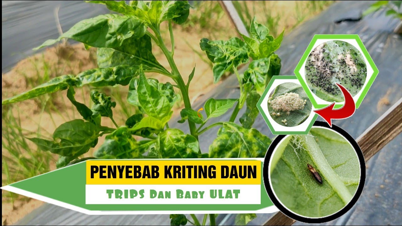 Serangan Hama Trips Dan ulat || Over Dosis Pupuk || Begini Wajah Kutu ...