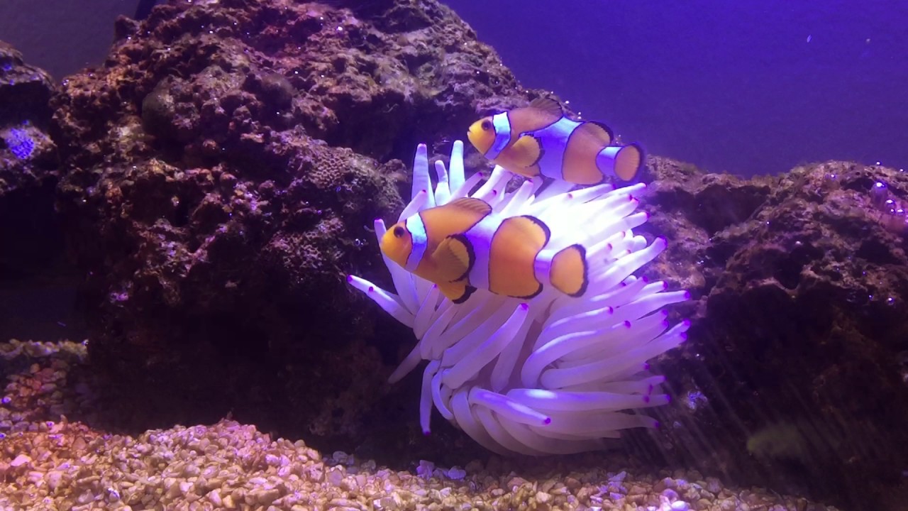 Condy Anemone Hosting Clown Fish (RARE) - YouTube